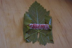 Yabraq / Feuilles de vigne farcies – Paris-Alep (cuisine syrienne)
