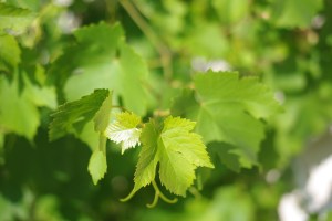 Yabraq / Feuilles de vigne farcies – Paris-Alep (cuisine syrienne)